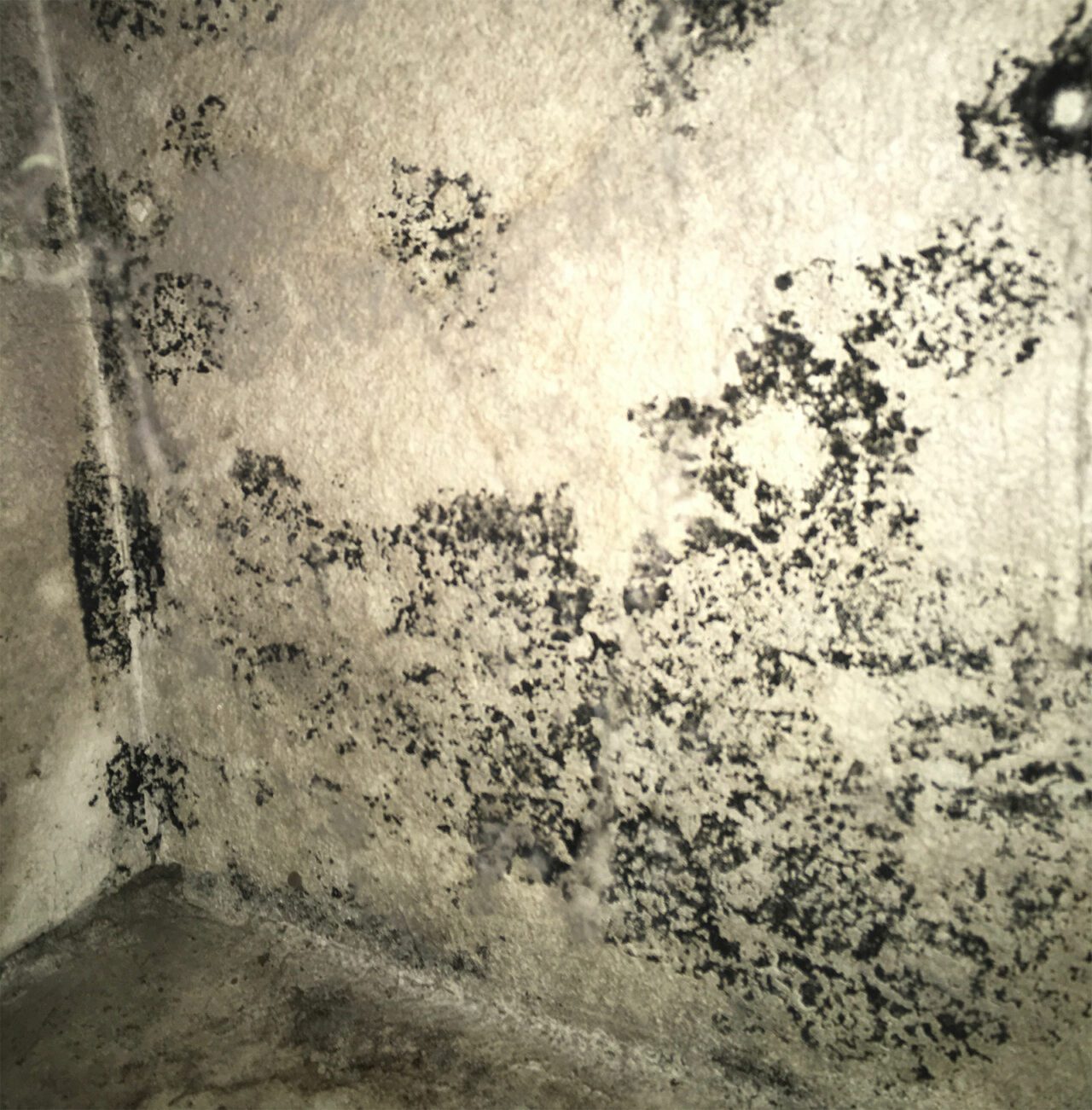 Identifying Mold Problems - Does your home need a mold inspection?
